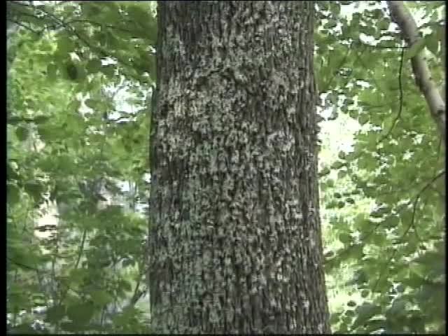 Plant Structure And Function Stems Science